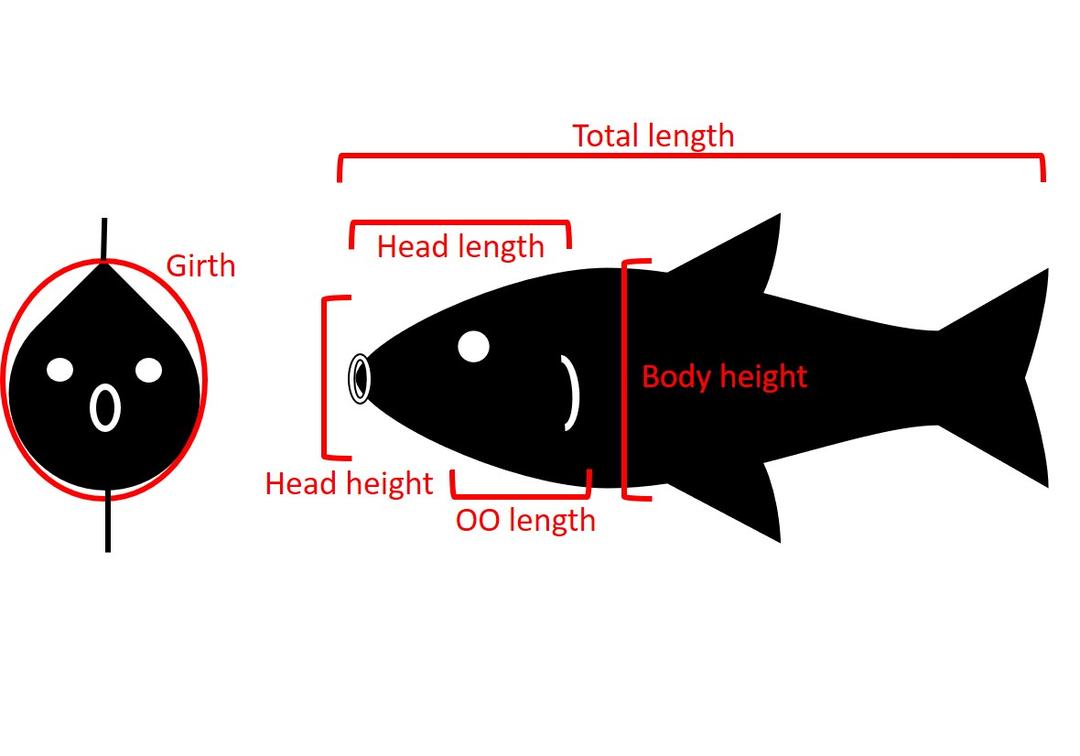 Fish Proportions: Fossils "This Big" | Tuva