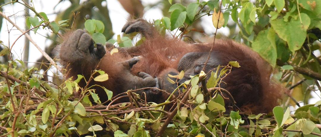 Orangutan Population Estimates | Tuva