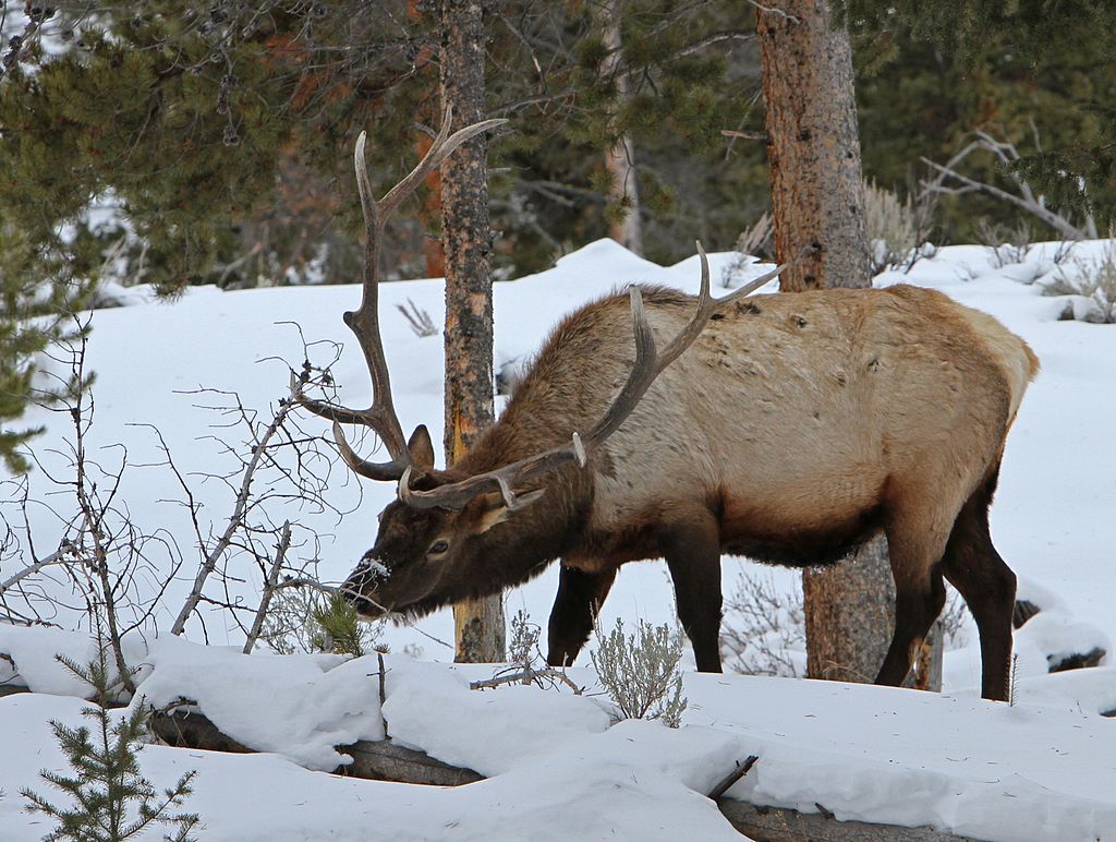 Wolf and Elk in Yellowstone | Tuva