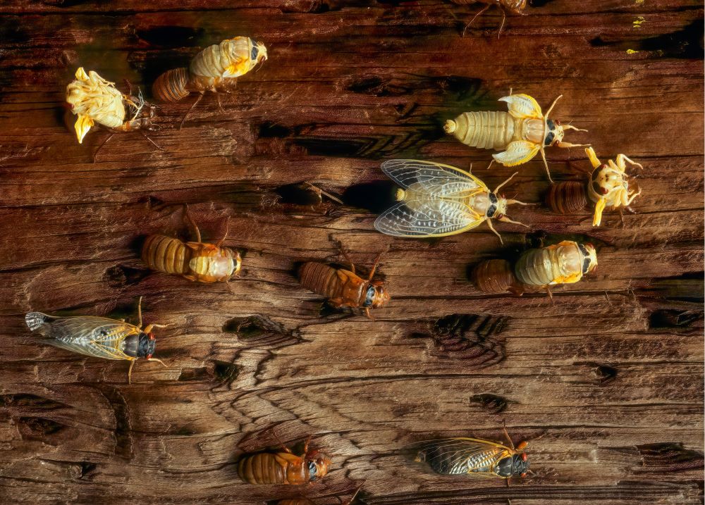 Cicada Brood Emergence | Tuva
