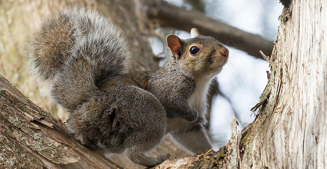 Squirrel Census NYC | Tuva