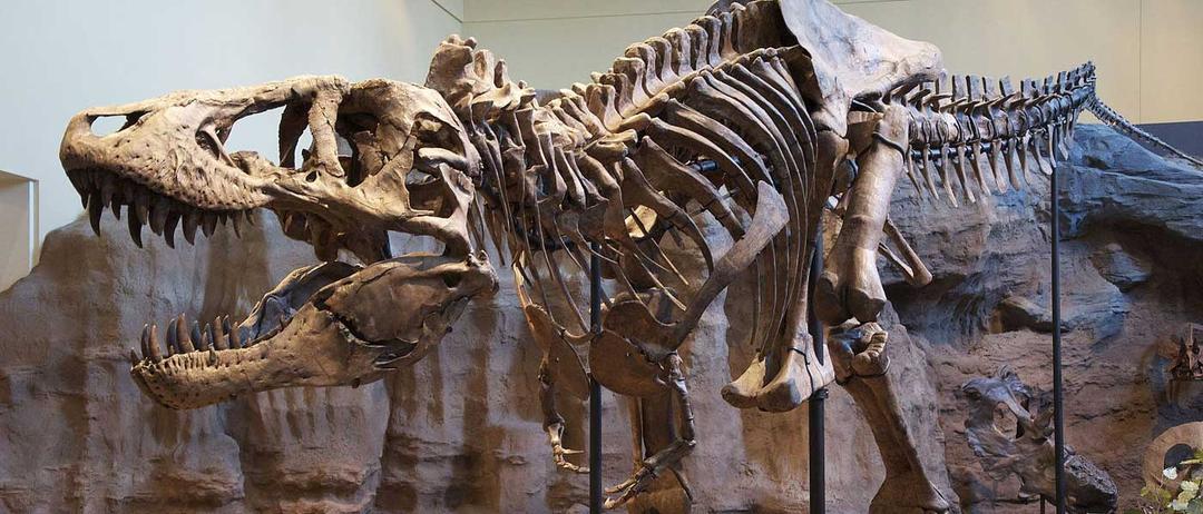 Digging Dinosaur Data! | Tuva