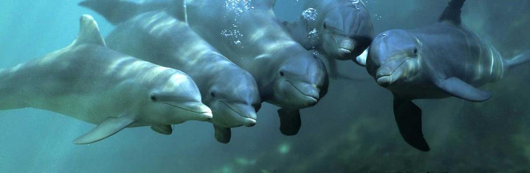 Never Seen Ocean Animals