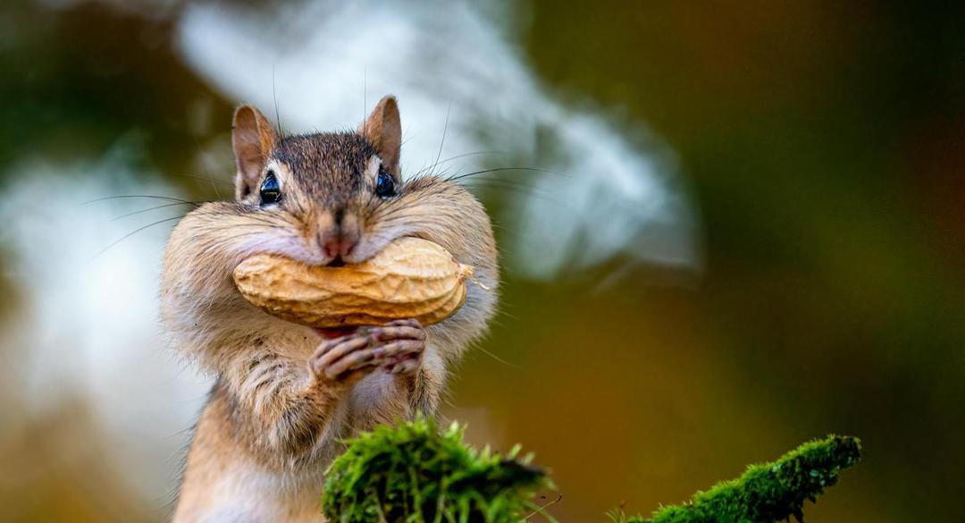 Seed Dispersal | Tuva