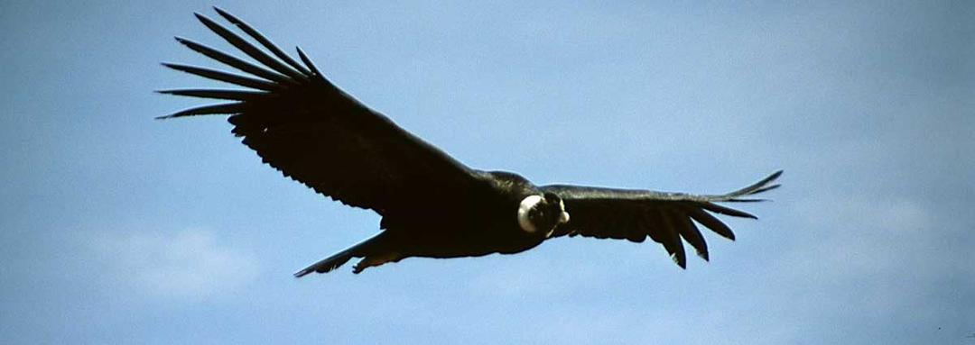 Return of the Condor | Tuva