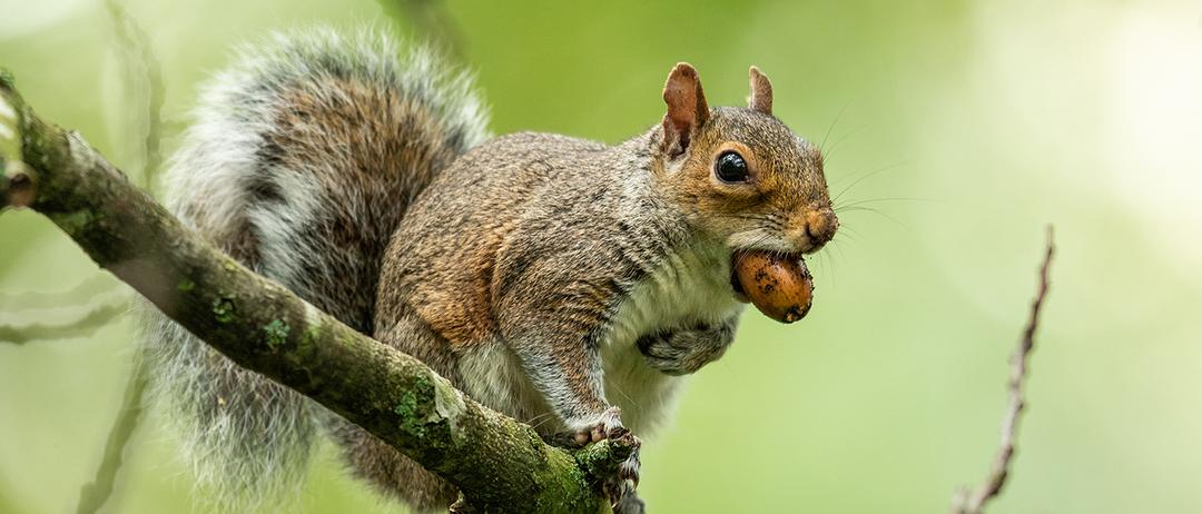 Notice and Wonder New York Citys Squirrels | Tuva