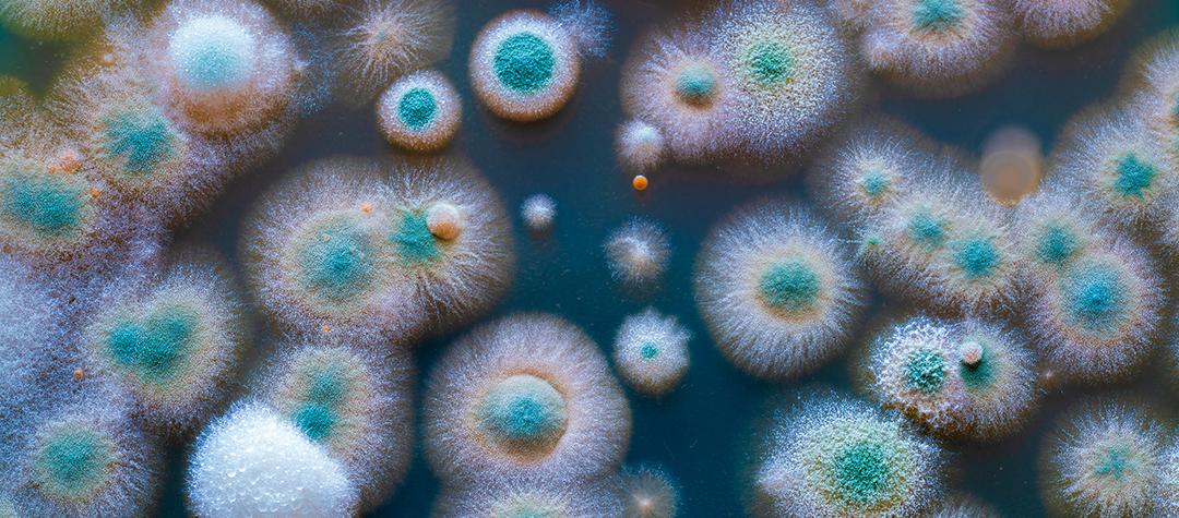 Contagiousness of Viruses Bacteria | Tuva